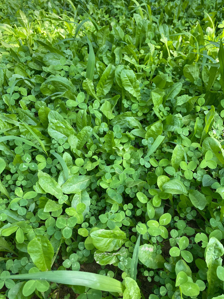 Chicory/Clover Perennial Food Plot Blend (Chicory, Ladino Clover, Red ...