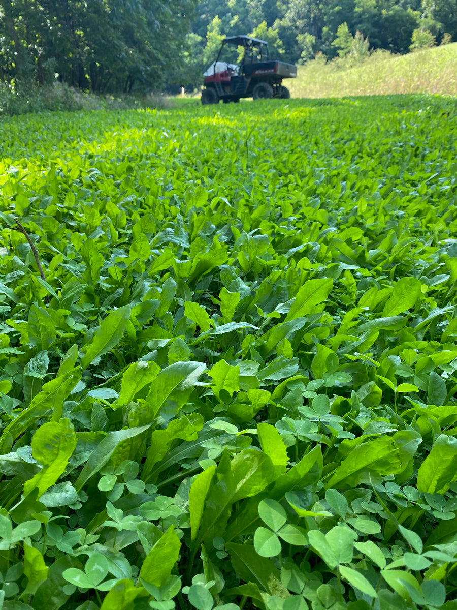 Chicory/Clover Perennial Food Plot Blend (Chicory, Ladino Clover, Red ...